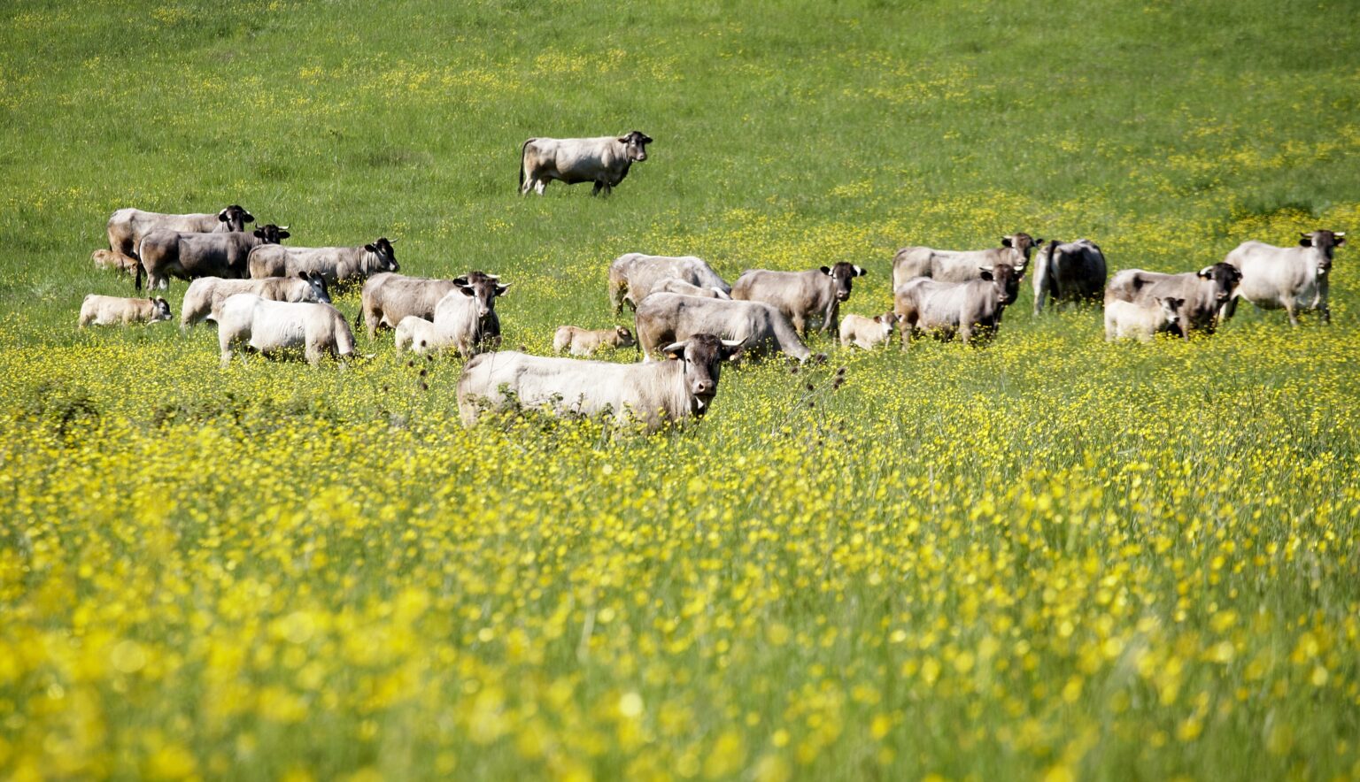 En images - Découvrir CDC du Bazadais
